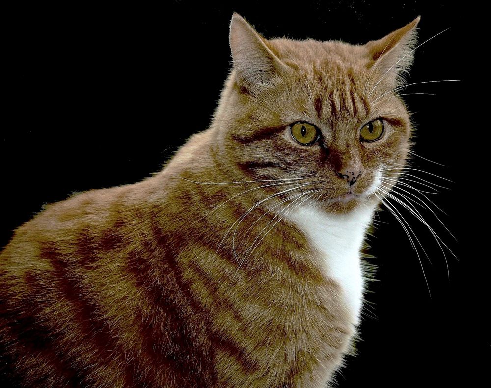 Caramel! photo et image | animaux, animaux domestiques, chats Images ...