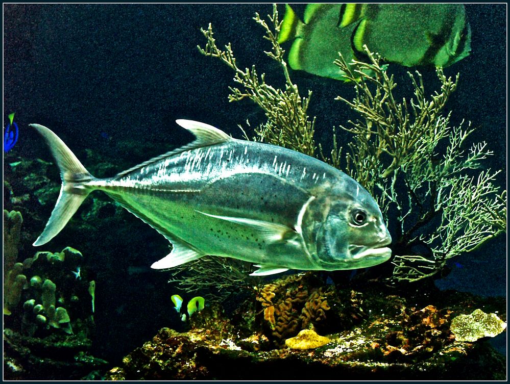 Carangue à grosse tête (Caranx ignobilis) -- Aquarium des lagons ...