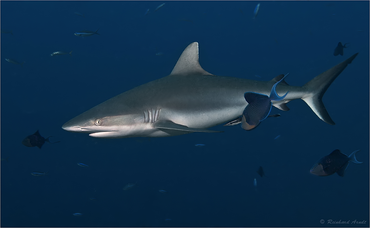 Carcharhinus amblyrhynchos Foto & Bild | fotos, world, asien Bilder auf ...