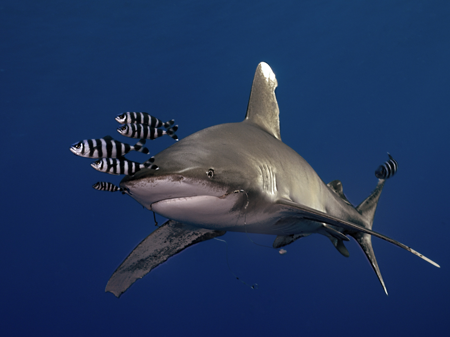 Carcharhinus Longimanus Foto & Bild | natur-kreativ, aufnahmetechniken ...