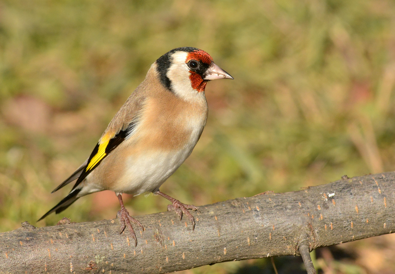 cardellino Foto % Immagini| animali, uccelli allo stato libero, animali ...