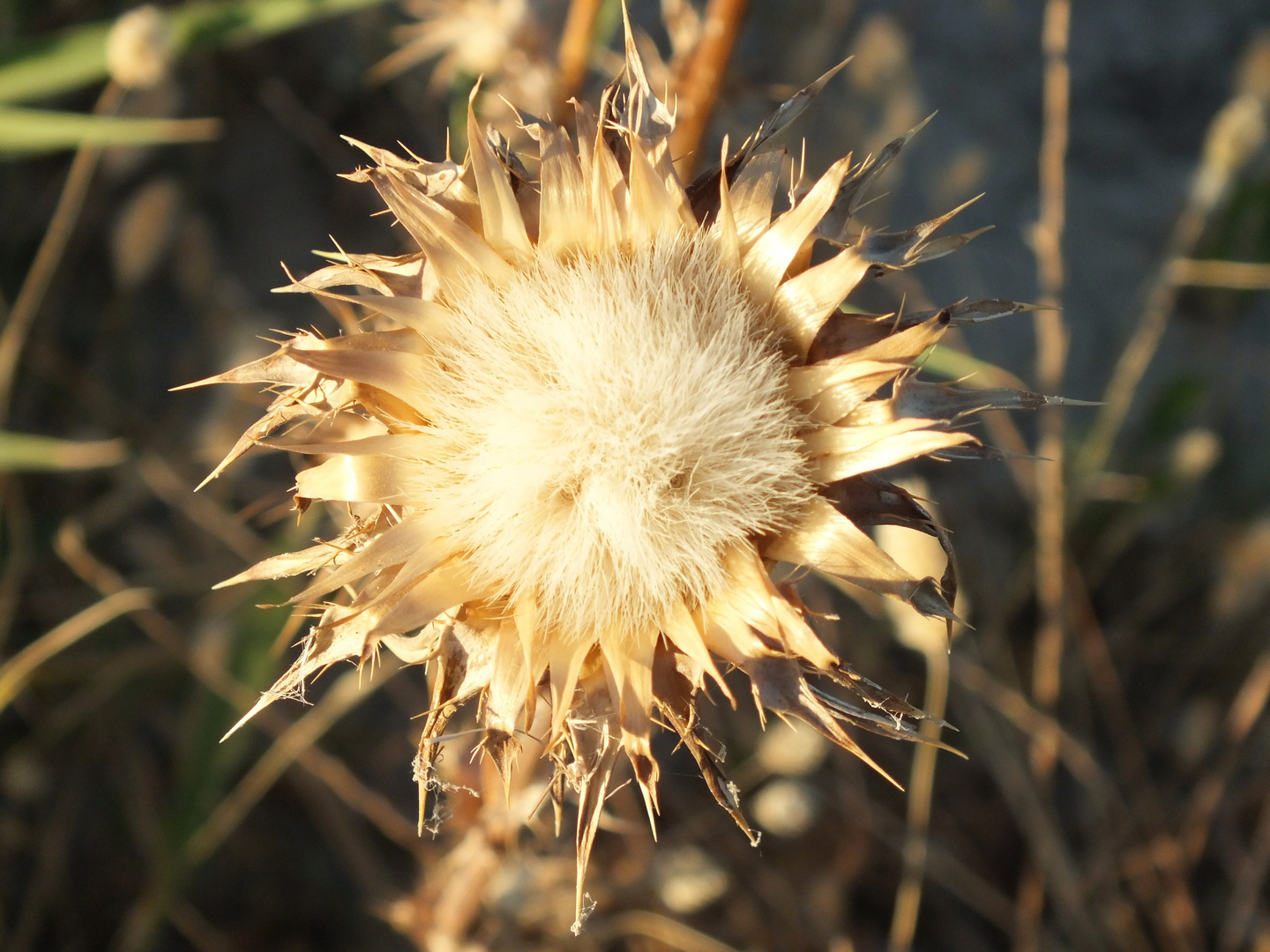 Cardo. Imagen & Foto | plantas, flores, naturaleza Fotos de fotocommunity