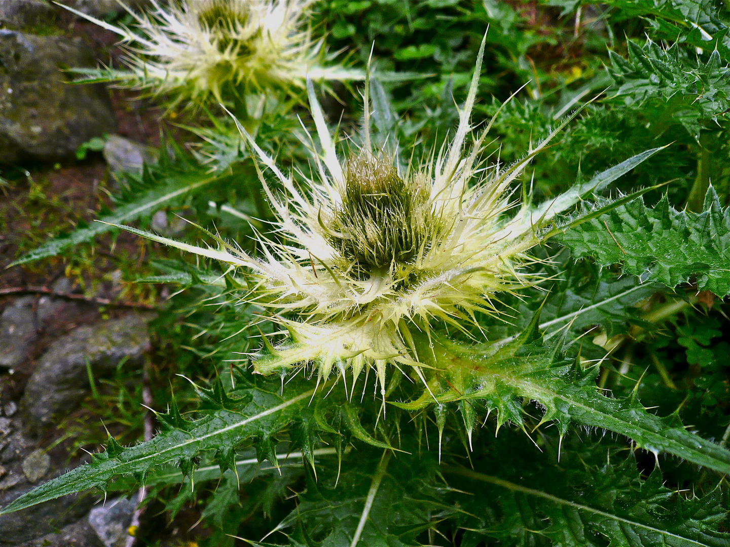 Cardo Foto % Immagini| piante, fiori e funghi, natura Foto su fotocommunity
