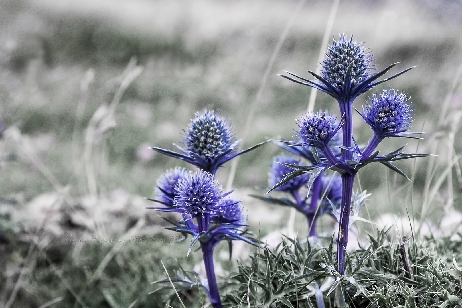 Cardos Imagen & Foto | macrofotografía, macros, macro Fotos de ...
