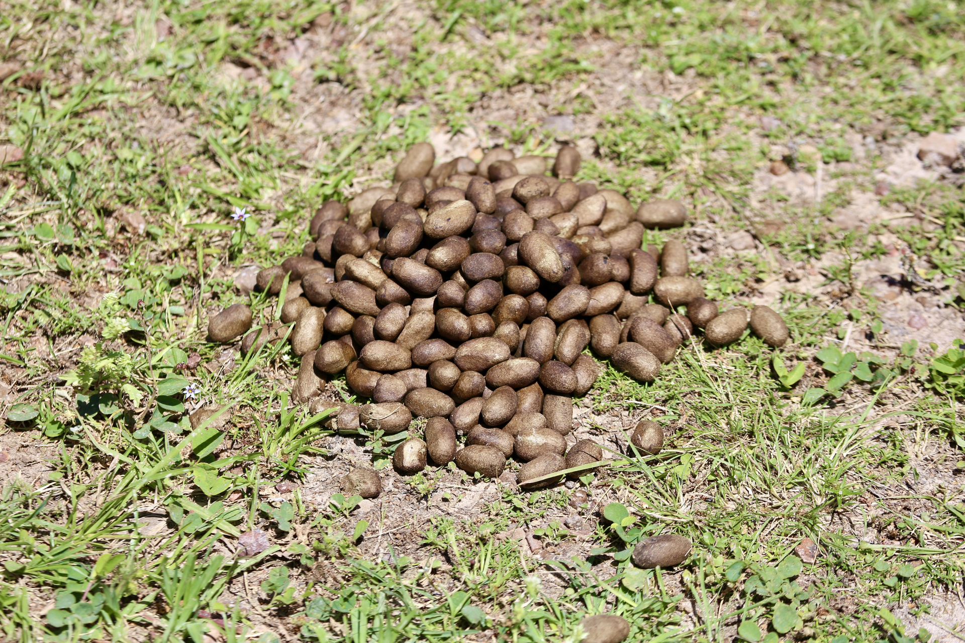 Carpincho - Scheiße Foto & Bild | south america, argentina, región ...