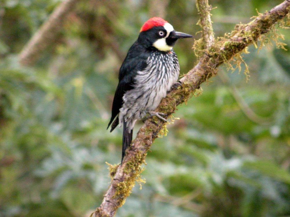 Carpintero Imagen & Foto | naturaleza, aves Fotos de fotocommunity