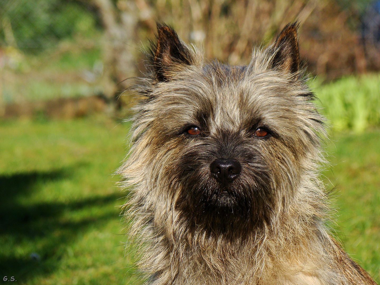 Carraig Foto & Bild | tiere, haustiere, hunde Bilder auf fotocommunity