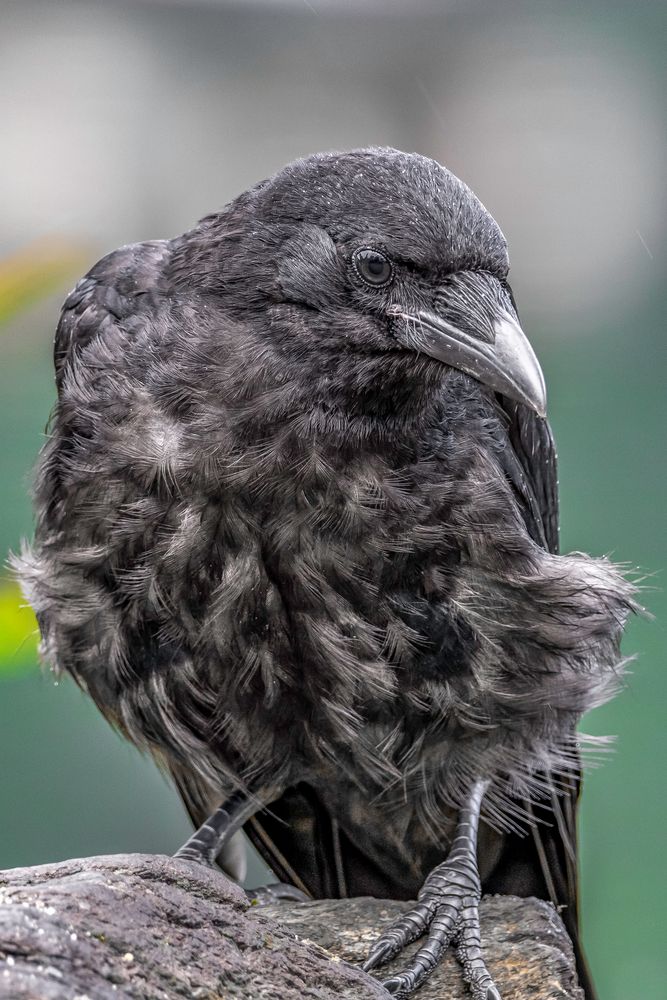 Carrion crow (Corvus corone) Foto & Bild | natur, tiere, wildlife ...