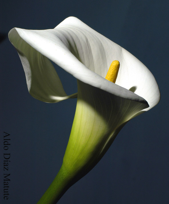 Cartucho Imagen & Foto | plantas, flores, naturaleza Fotos de fotocommunity