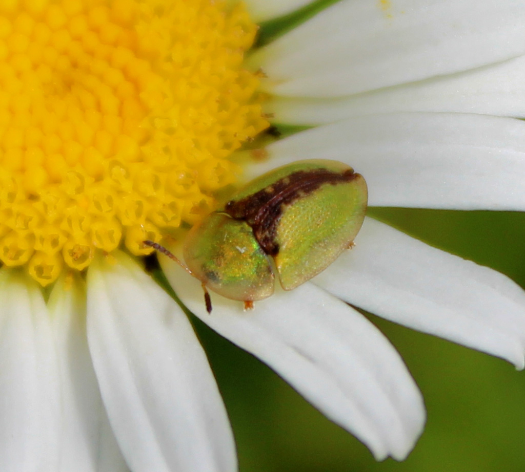 Cassadia vibex- Rostiger Schildkäfer Foto & Bild | insekten, natur ...