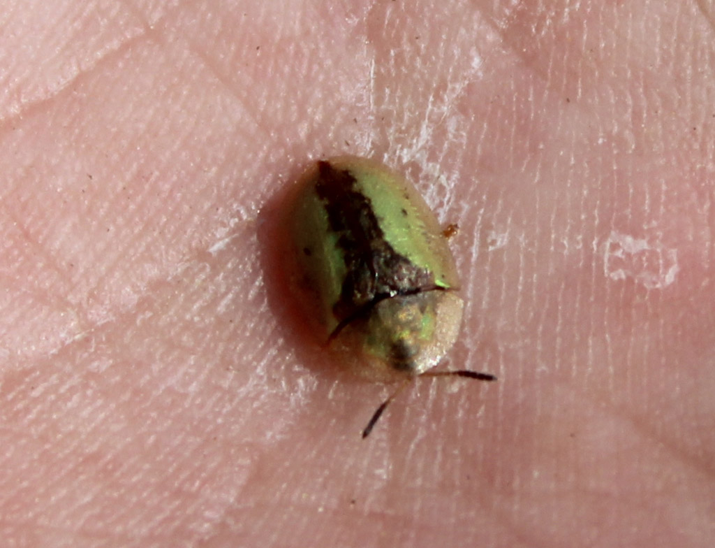 Cassadia vibex- Rostiger Schildkäfer Foto & Bild | tiere, wildlife ...