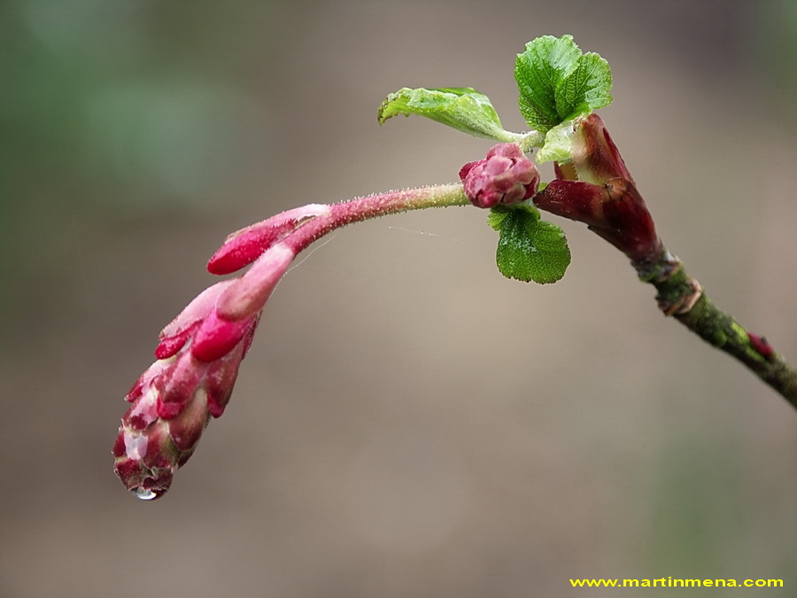 CASSIS FLEUR. photo et image | plantes, champignons & lichens, nature ...