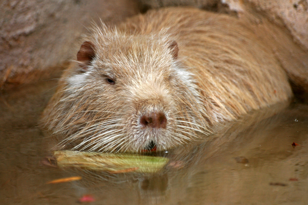 castor du chili photo et image | animaux, zoo et animaux en captivité ...