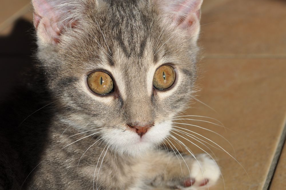 Cat Foto & Bild | tiere, haustiere, katzen Bilder auf fotocommunity