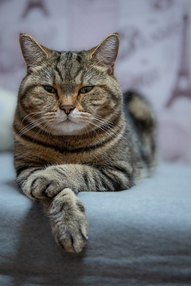 cat Foto & Bild | tiere, haustiere, katzen Bilder auf fotocommunity