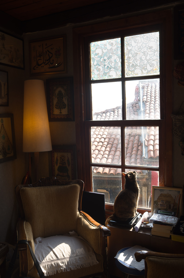 Cat and Window Foto & Bild | alltagsdesign, animals, haustier Bilder ...