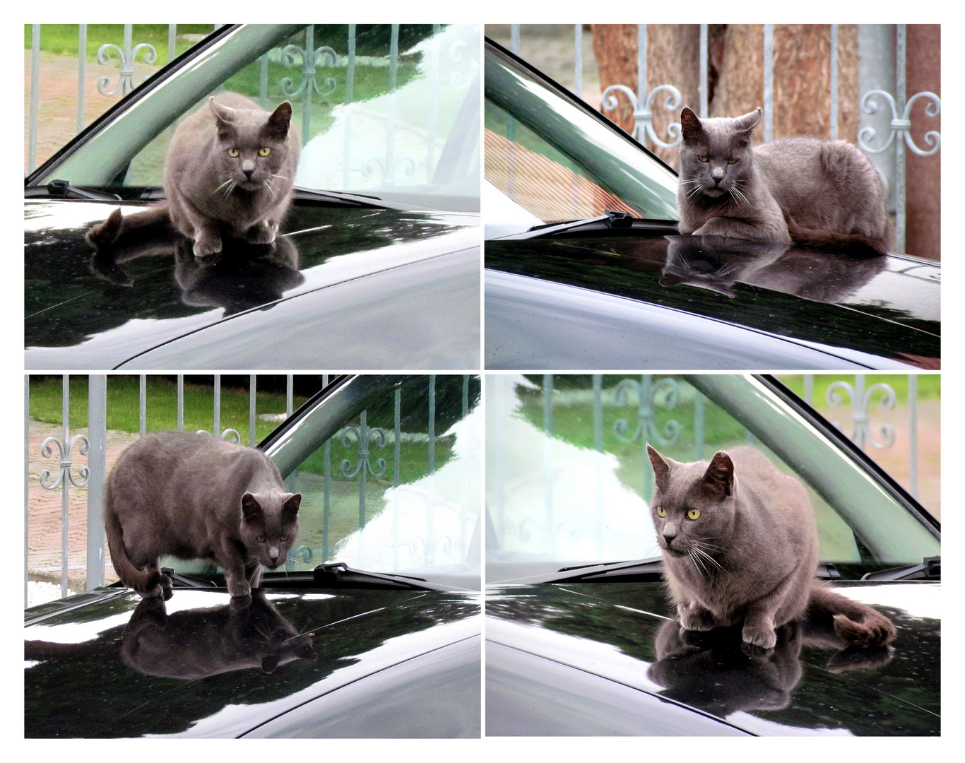 CAT-CAR Foto & Bild | spezial, natur, katzen Bilder auf fotocommunity