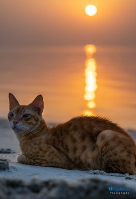 Chats Images & Photos