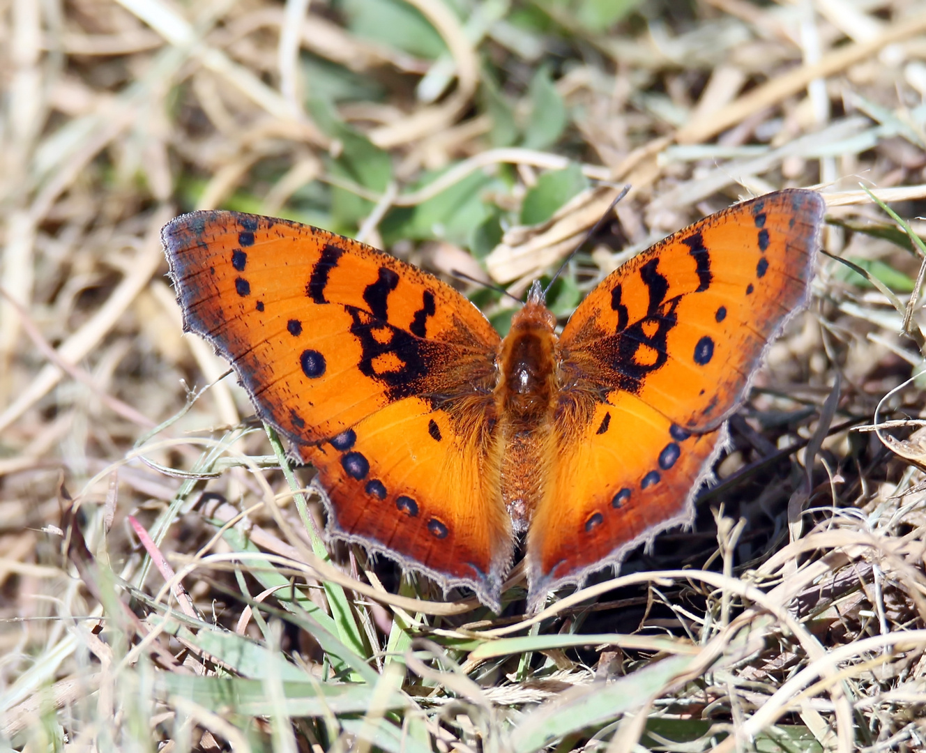 Catacroptera cloanthe Foto & Bild | natur, insekten, tiere Bilder auf ...