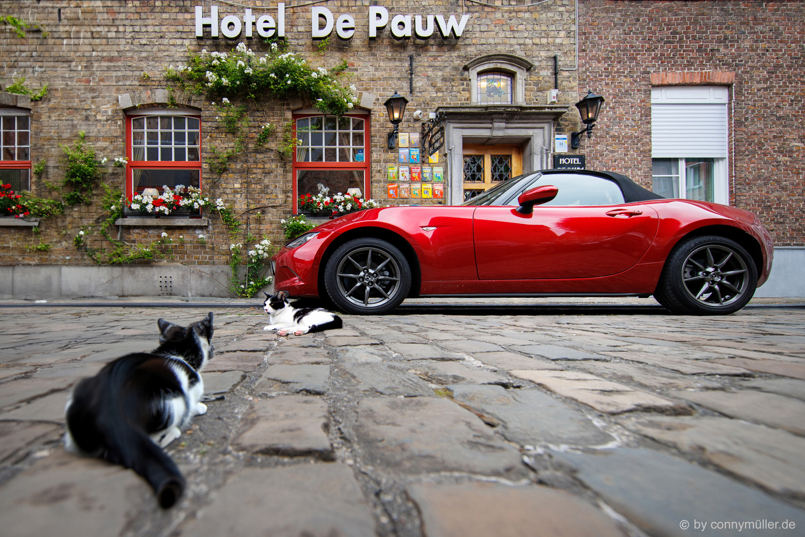 CatCar Foto & Bild | katzen, belgien, brügge Bilder auf fotocommunity