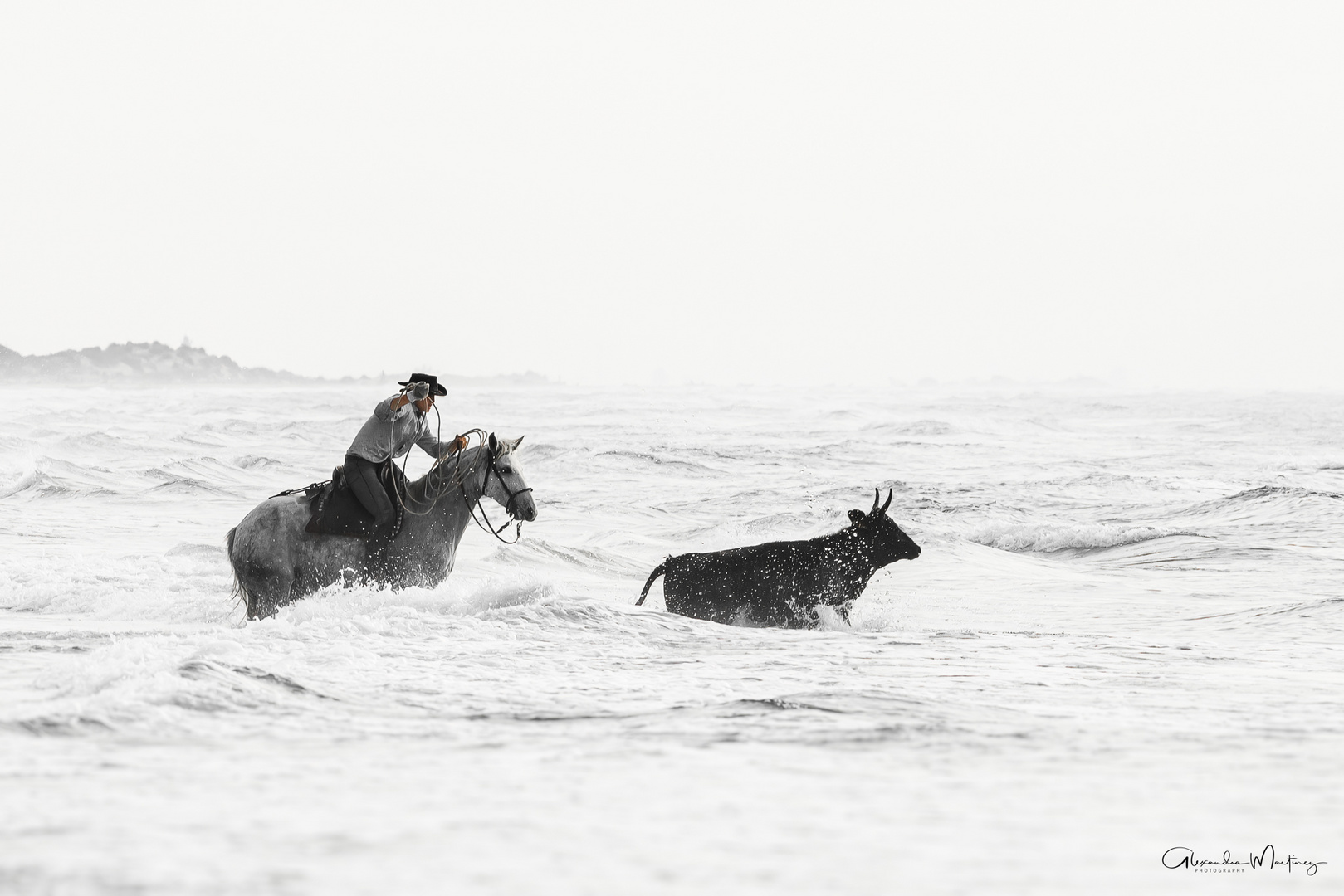 Catch the bull .. Foto & Bild | europe, france, provence-alpes-côte d ...