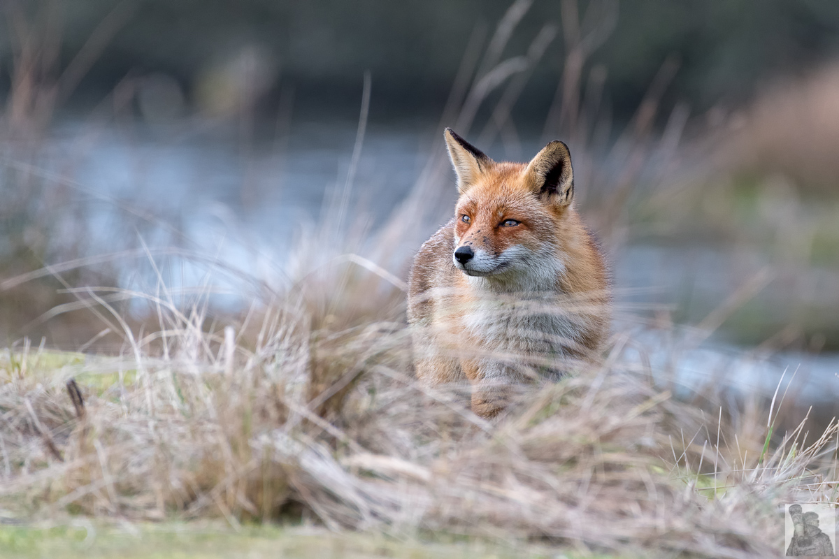 Catch the Fox Foto & Bild | natur, tiere, wildlife Bilder auf fotocommunity