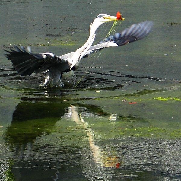 Catched! Foto & Bild | animals, wildlife, birds Bilder auf fotocommunity