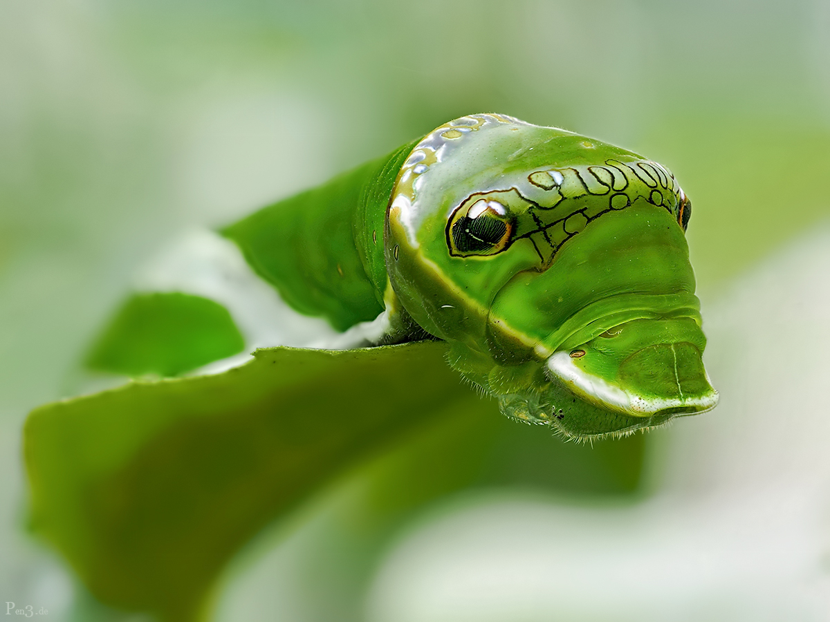 Caterpillar Foto & Bild | makro, grün, natur Bilder auf fotocommunity