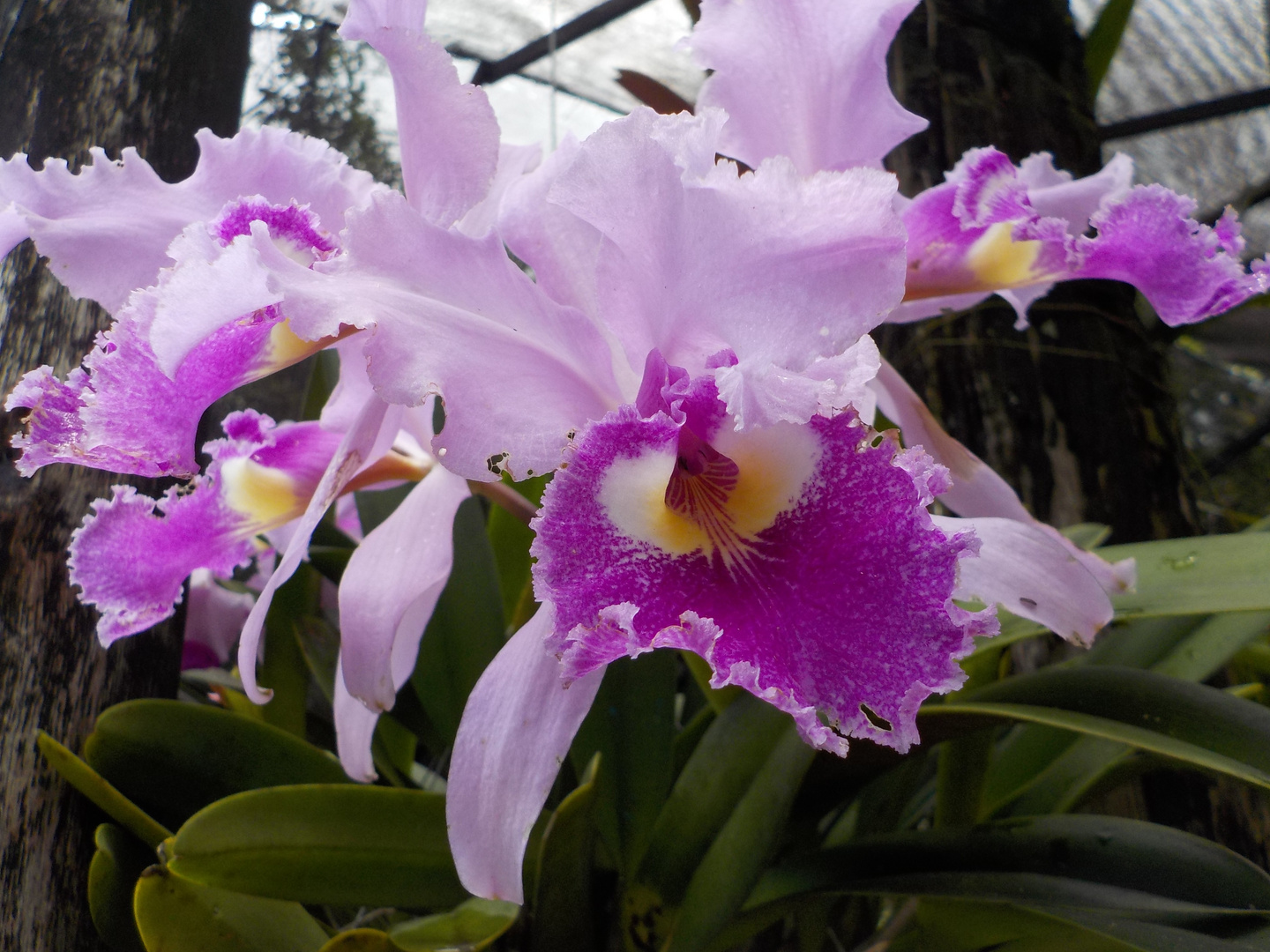 Catleya Imagen & Foto | orchidee, flor, naturaleza Fotos de fotocommunity