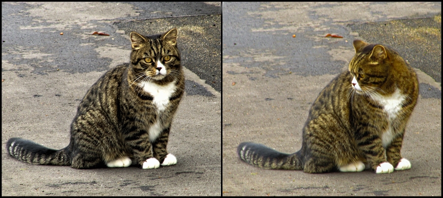 cats 2X Rudi Foto & Bild | tiere, haustiere, natur Bilder auf fotocommunity