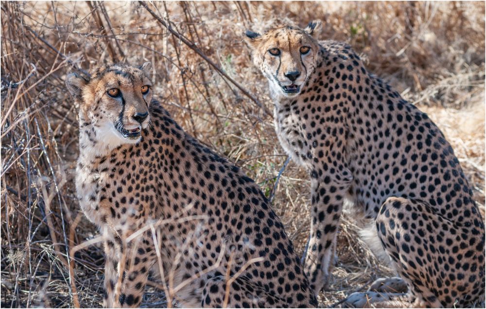 Cats Foto & Bild | africa, southern africa, namibia Bilder auf ...