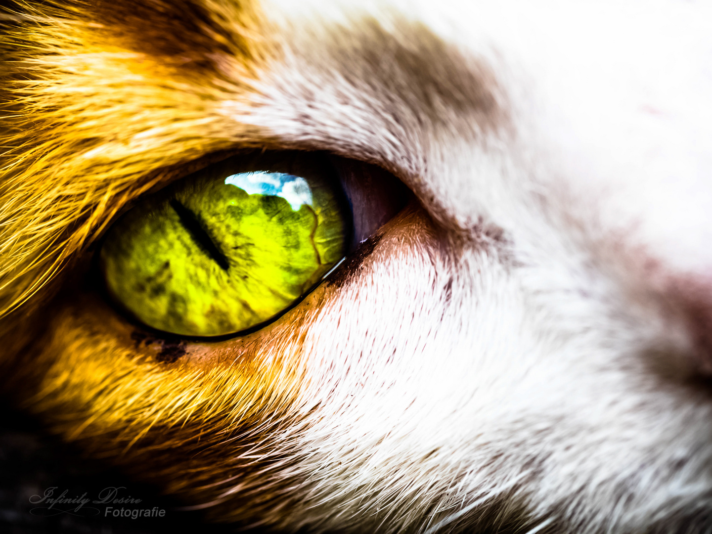 Cats Eye Foto & Bild | tiere, haustiere, katzen Bilder auf fotocommunity