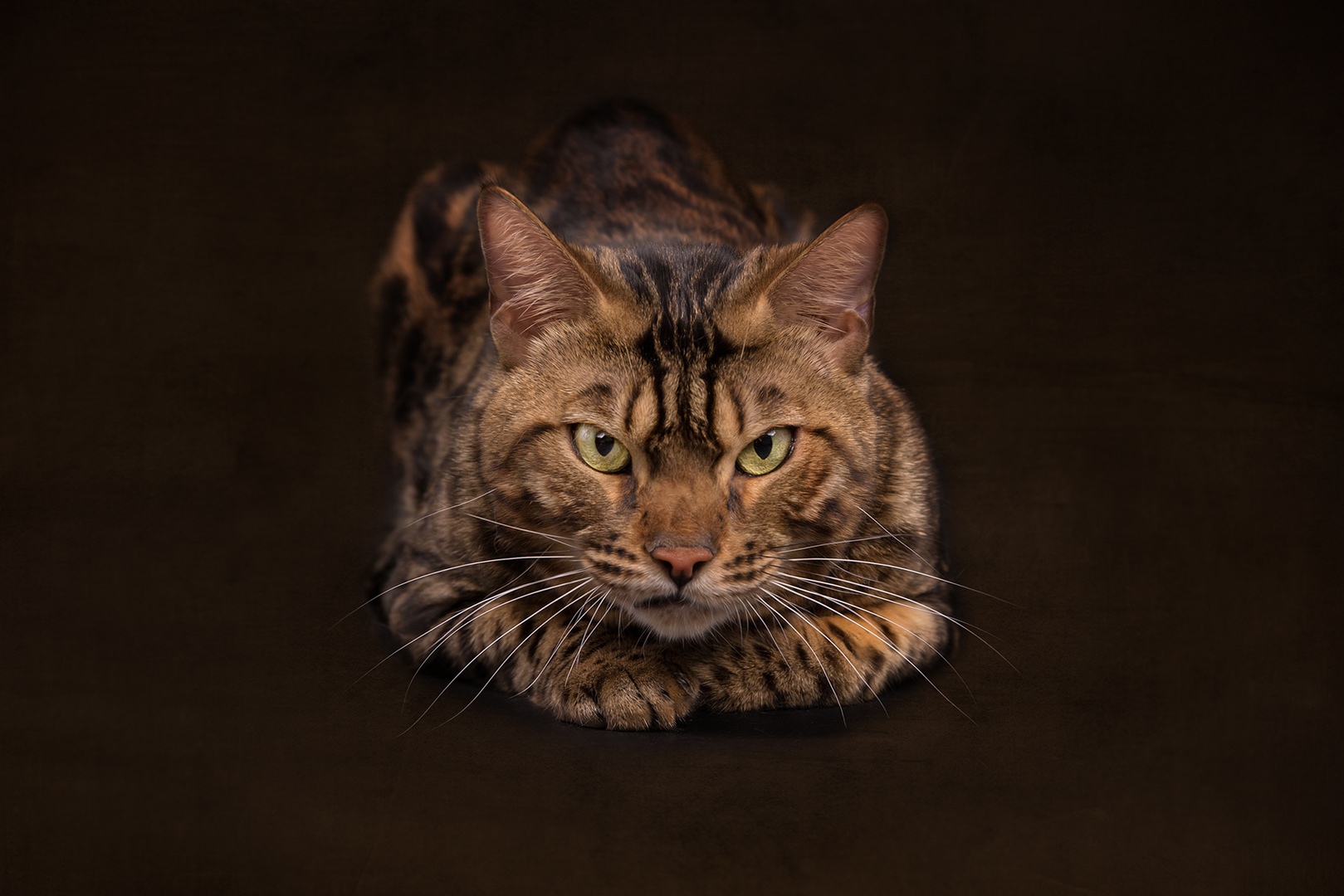 Cat's Eyes Foto & Bild | tiere, haustiere, katzen Bilder auf fotocommunity