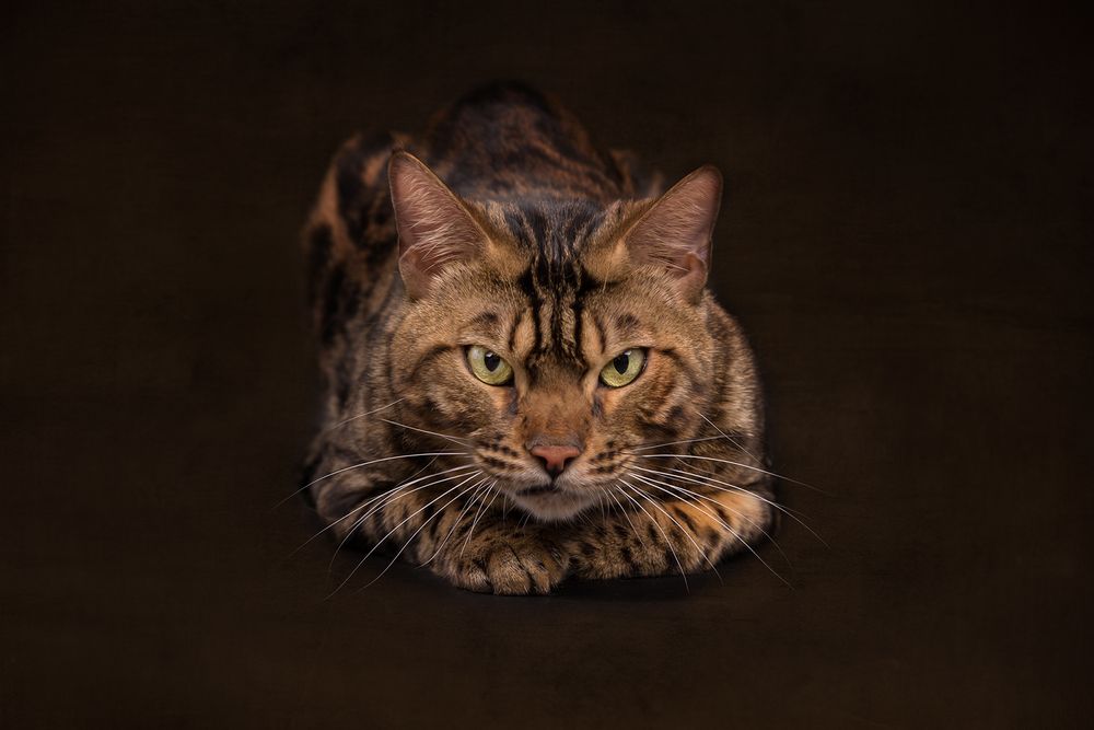 Cat's Eyes Foto & Bild | tiere, haustiere, katzen Bilder auf fotocommunity