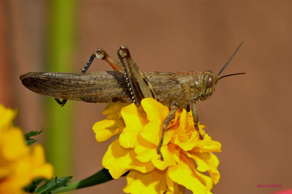 cavalletta Foto % Immagini| macro e close up, natura Foto su fotocommunity