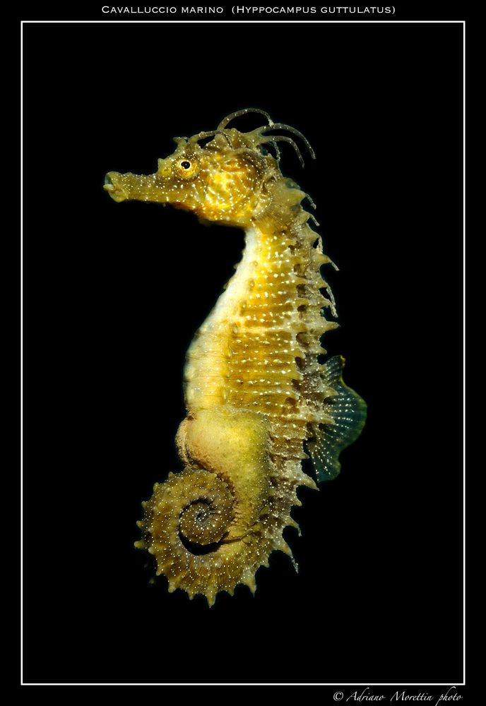 Cavalluccio marino ( Hyppocampus guttulatus ) Foto % Immagini| animali ...
