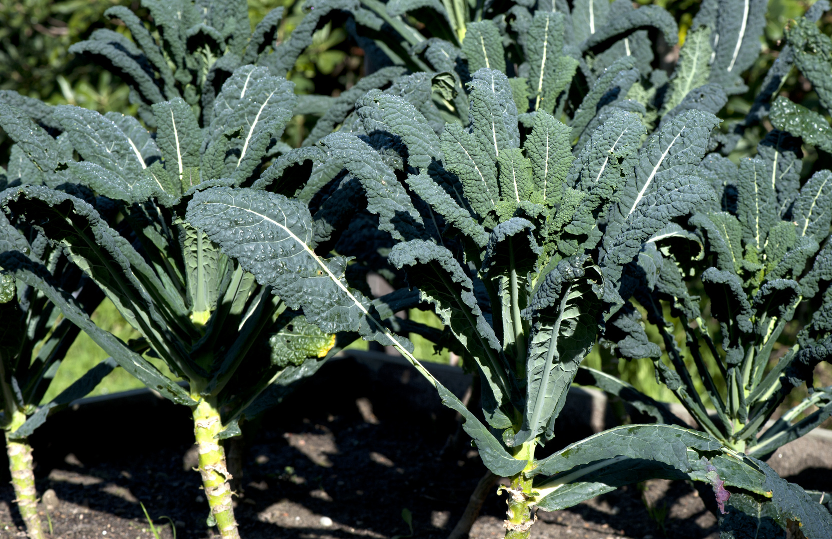 Cavolo Toscano detto anche "Cavolo Nero" 3 Foto % Immagini| piante ...
