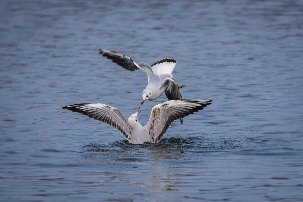 Luftangriff - Bild & Foto von Karl Genser aus Sony-Fotowettbewerb ...