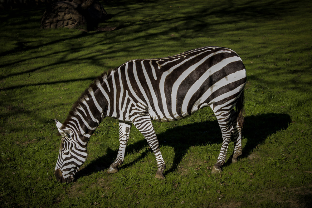 Cebra. Imagen & Foto | animales, animales salvajes, varios Fotos de ...