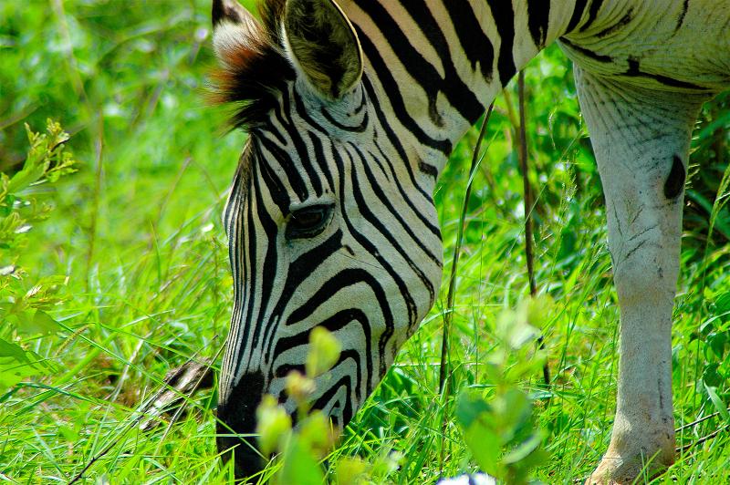 cebra comiendo sud africa Imagen & Foto | viajes Fotos de fotocommunity