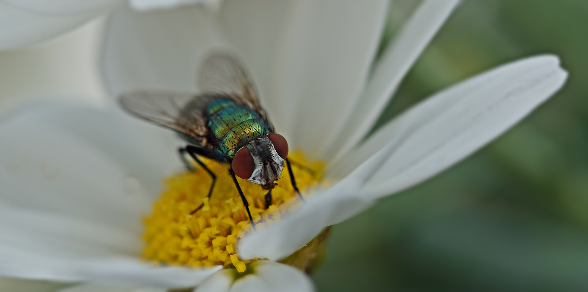 Foto & Bild | fotos, natur, fliegen Bilder auf fotocommunity