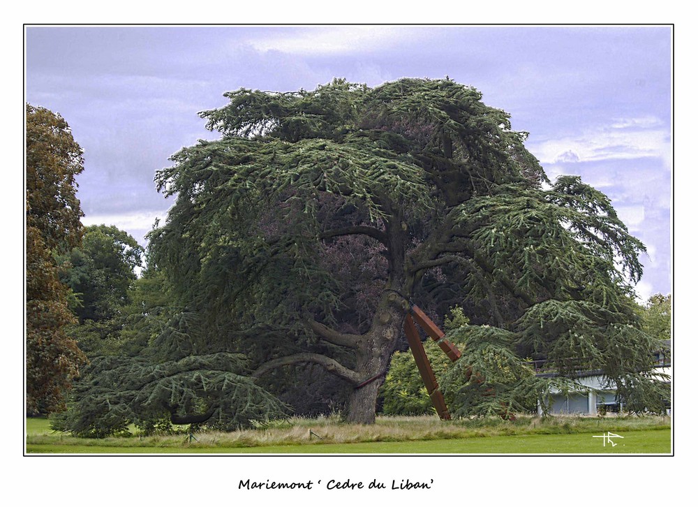 Cedre du Liban 1 photo et image | arbres, arbres venerables, nature ...