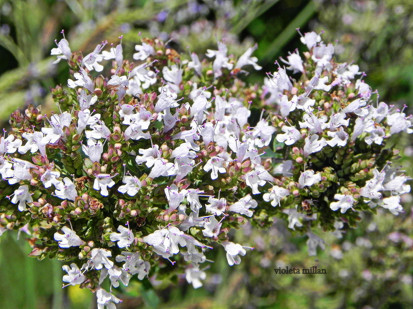 CEDRON Imagen & Foto | plantas, flores, violeta Fotos de fotocommunity