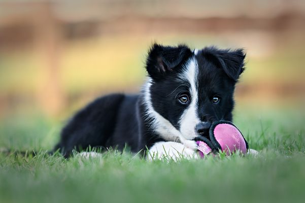 Hunde, Hundebilder, Hundefotos