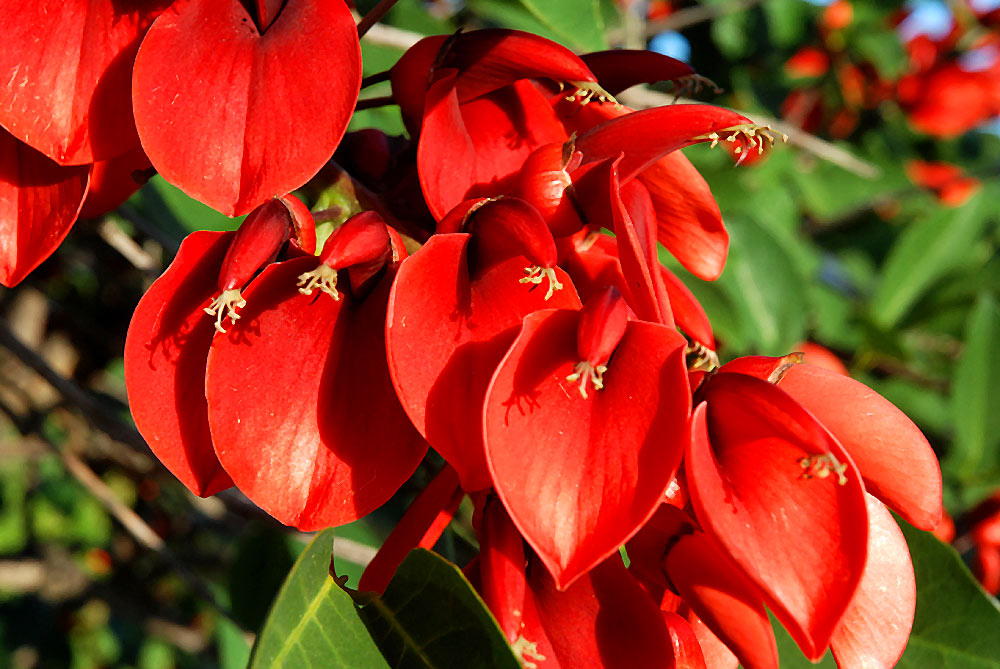 Ceibo Foto & Bild | pflanzen, pilze & flechten, bäume, blatt & blüte ...