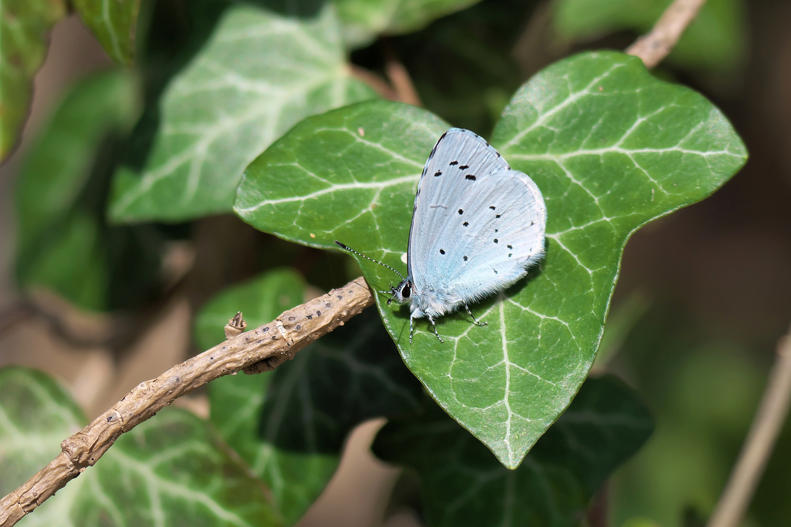 Celastrina argiolus Foto & Bild | outdoor, makro, frühling Bilder auf ...