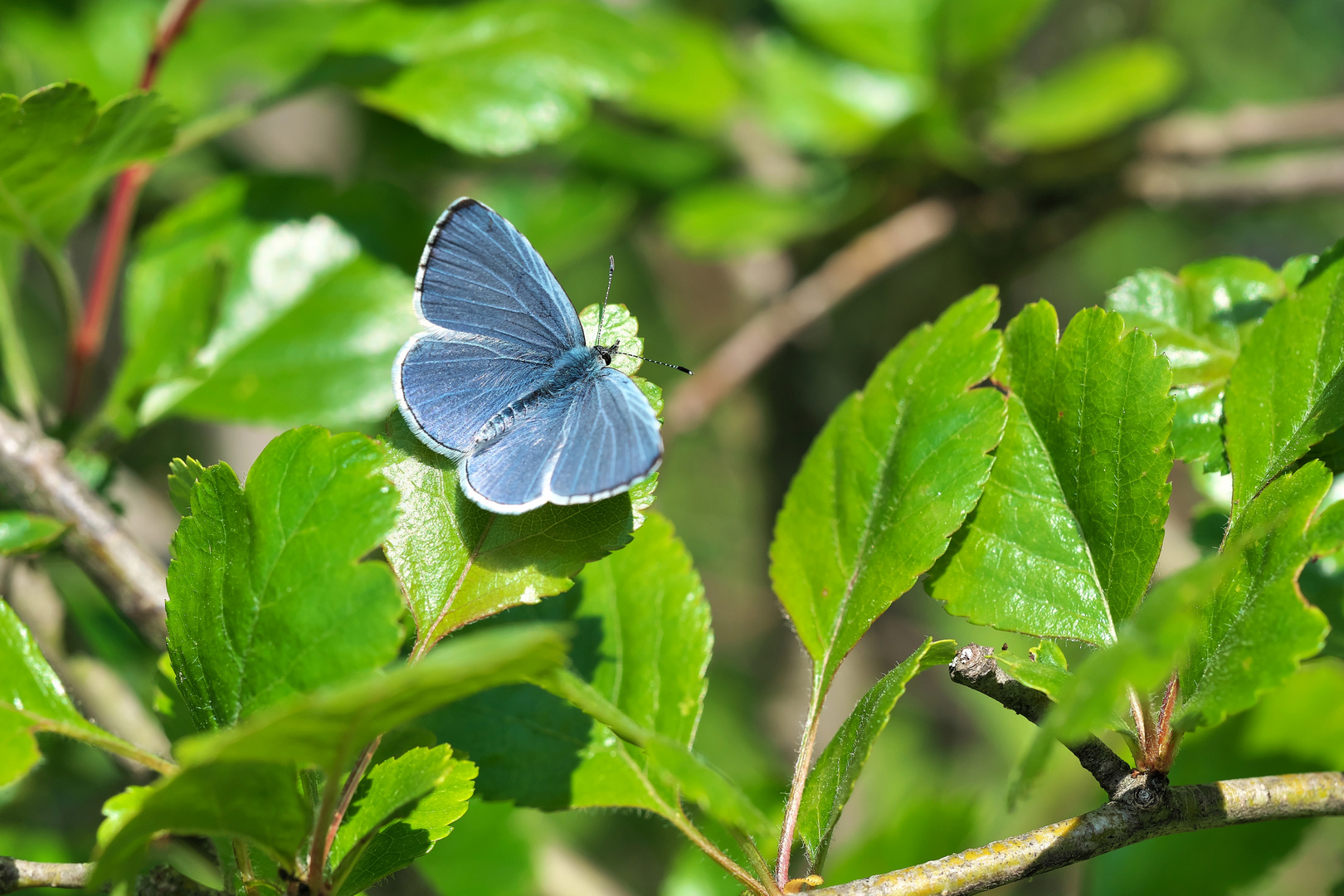 Celastrina argiolus Foto & Bild | fotos, outdoor, makro Bilder auf ...