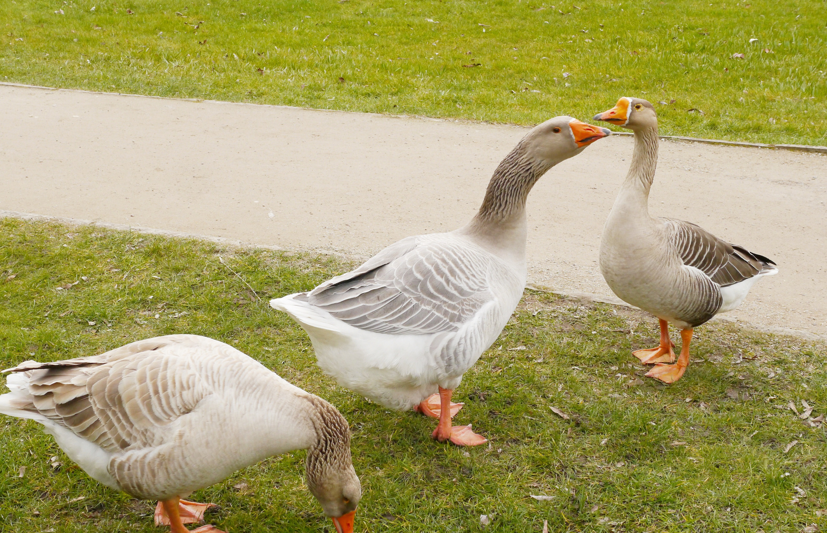 Celler Gänse mit Graugans Foto & Bild | tiere, wildlife, wild lebende ...