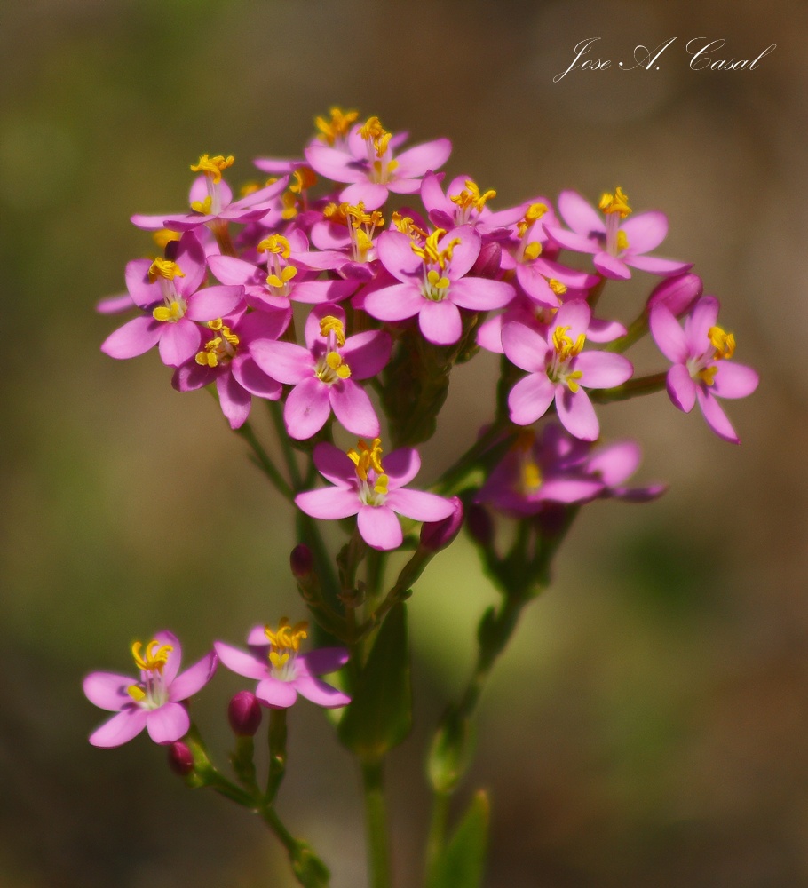 Centaura Menor Imagen & Foto | plantas, flores, paisajes Fotos de ...