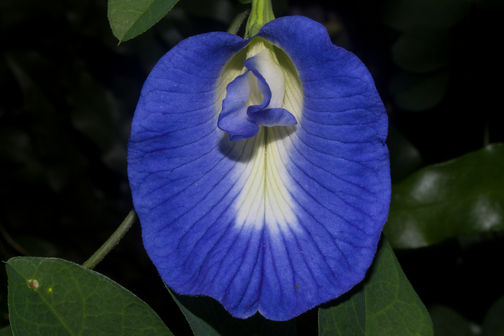 Centrosema pubescens Foto & Bild | australia, flower, flowers Bilder ...